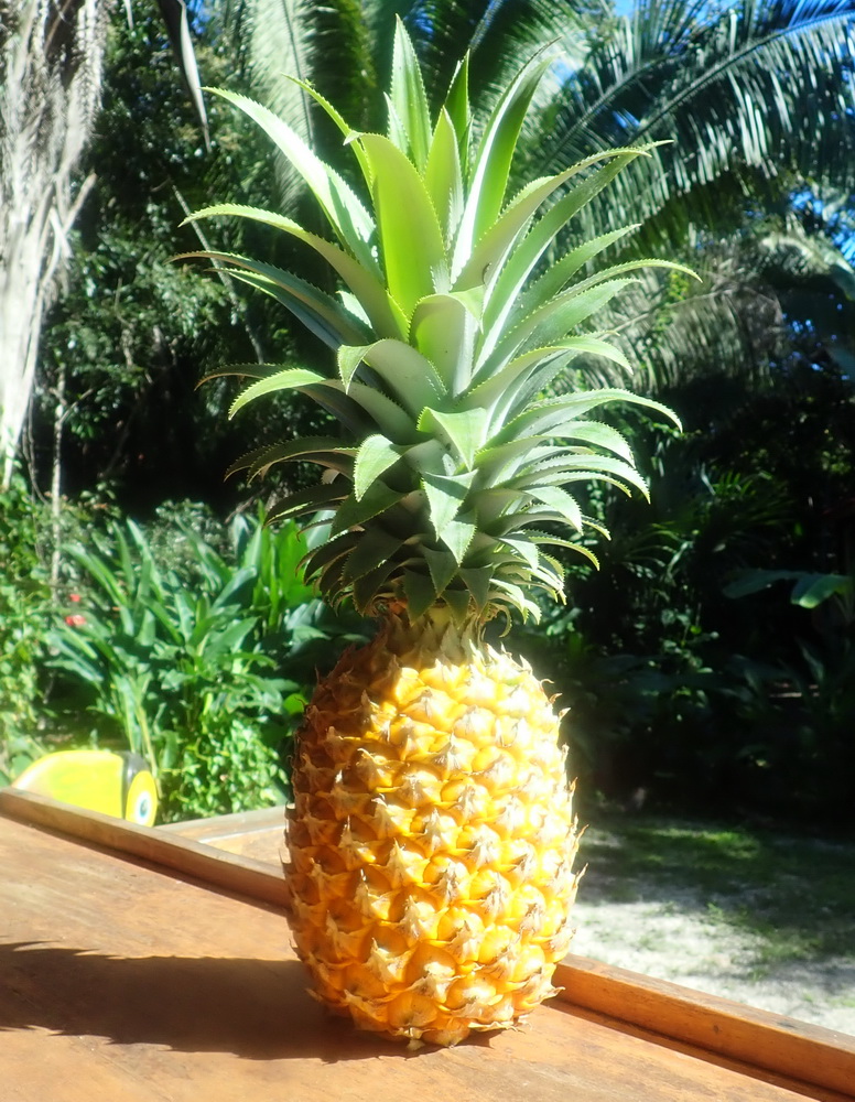Pineapple, Pork and Kinka-Poo | Bedrock to Belize!!!